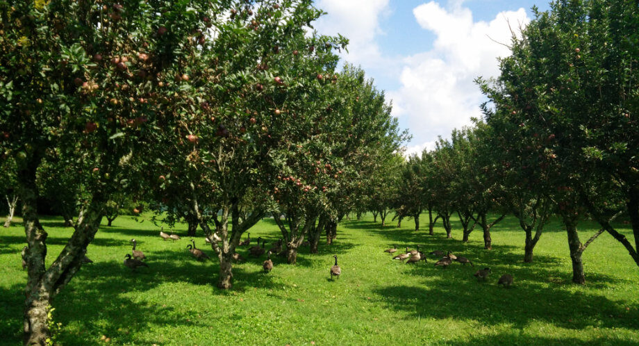 Haley Farm - Children's Defense Fund